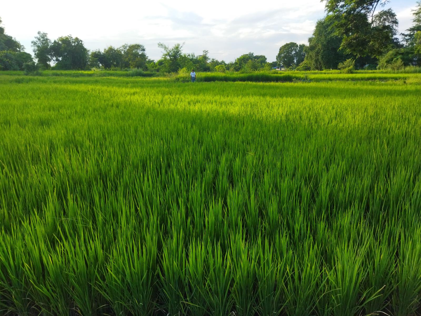 နတ်မောက်မြို့နယ်တွင် မိုးစပါး ၂၁၅၀၃ ဧက စိုက်ပျိုးပြီးစီး၍ လျာထားဧကထက် ကျော်လွန်စိုက်ပျိုးနိုင